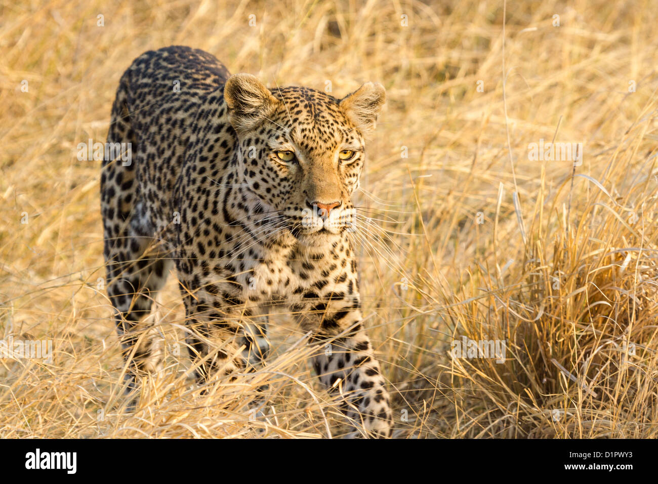 Leopard Stalking Prey