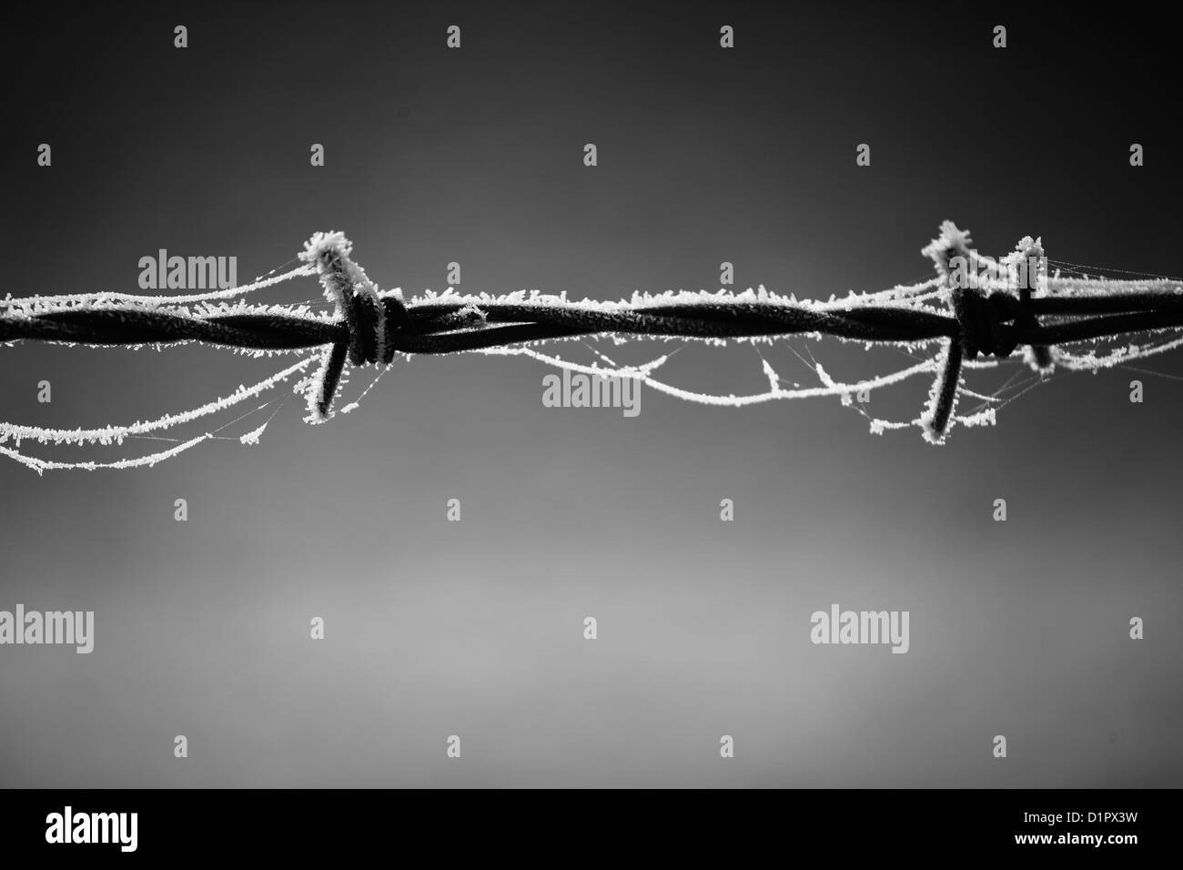Ice at a barbed wire fence hi-res stock photography and images - Alamy