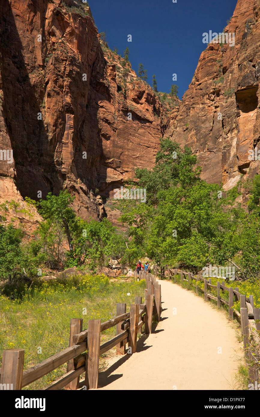 Riverside Walk in Virgin River Canyon, north of Temple of Sinawava ...