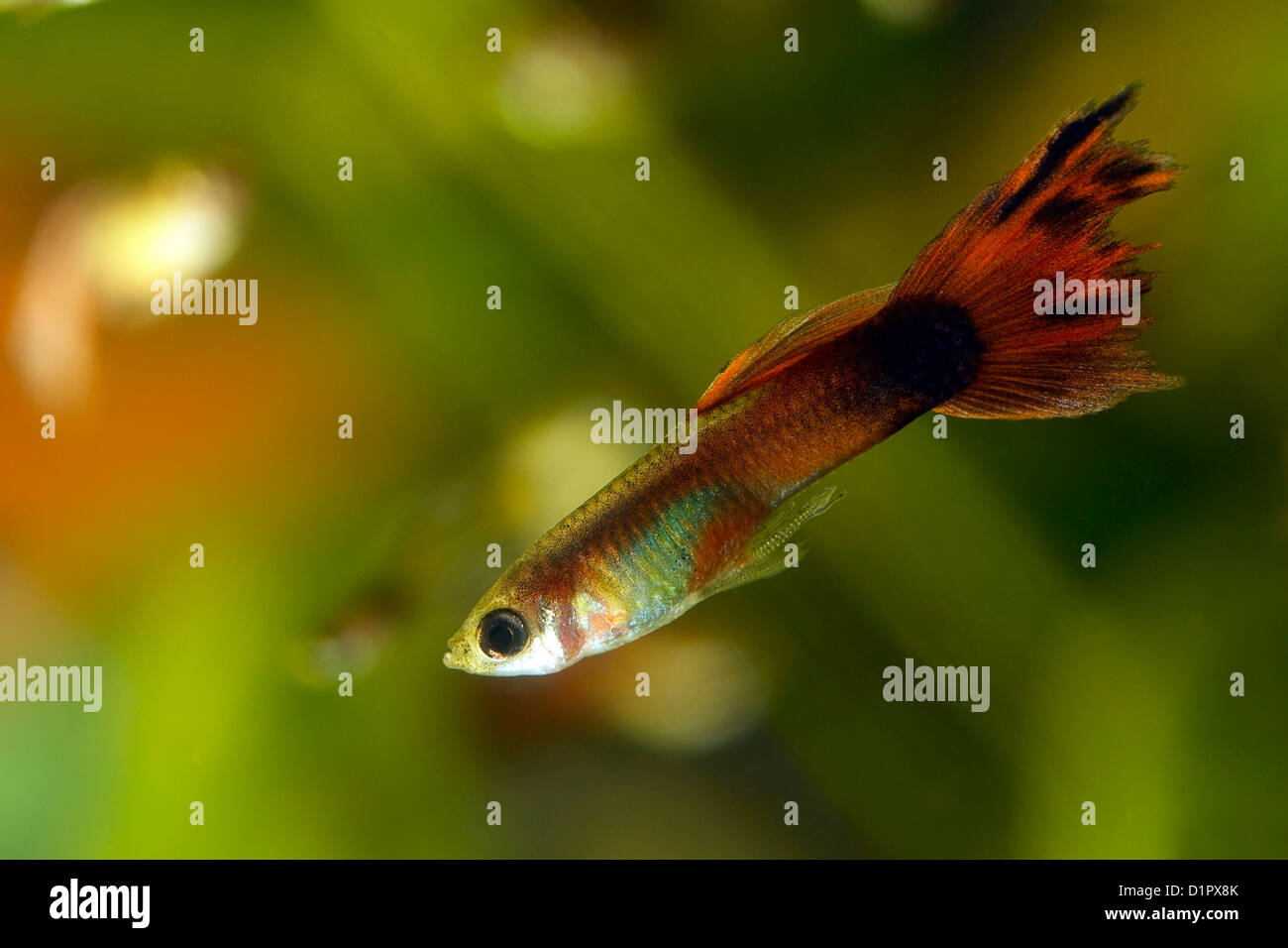 Guppy fish hi-res stock photography and images - Alamy