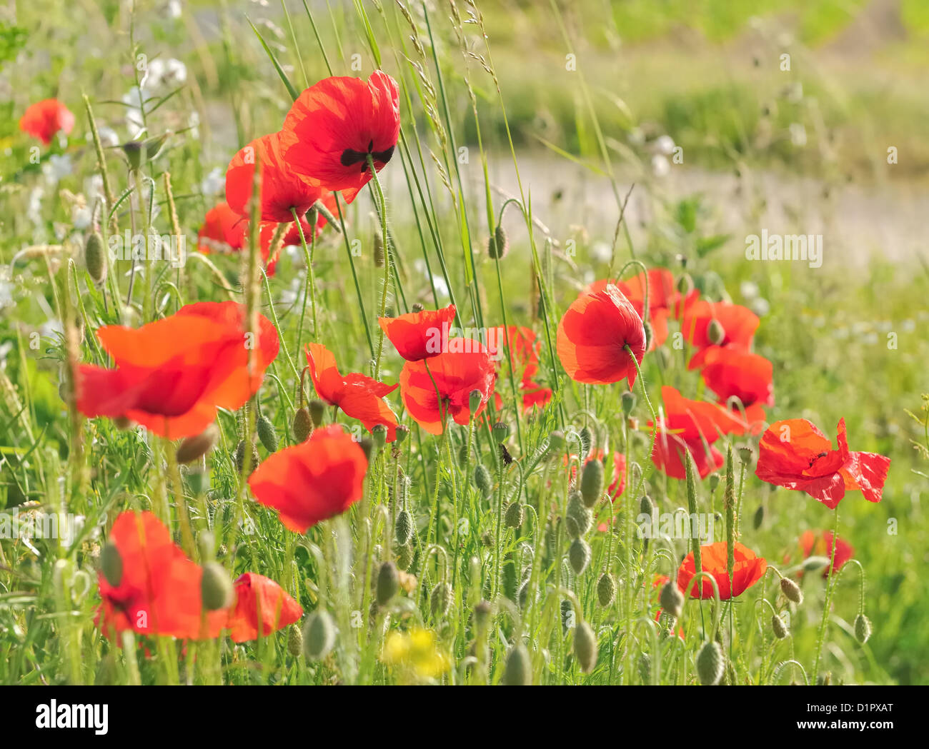 pretty wild poppies in a field Stock Photo - Alamy