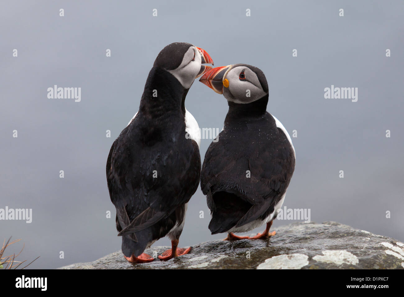 Puffins tapping beaks on the Isle of Lunga, Scotland Stock Photo - Alamy
