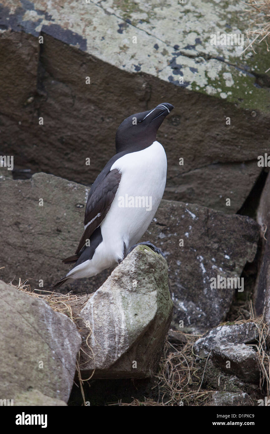 Lunga scotland hi-res stock photography and images - Alamy