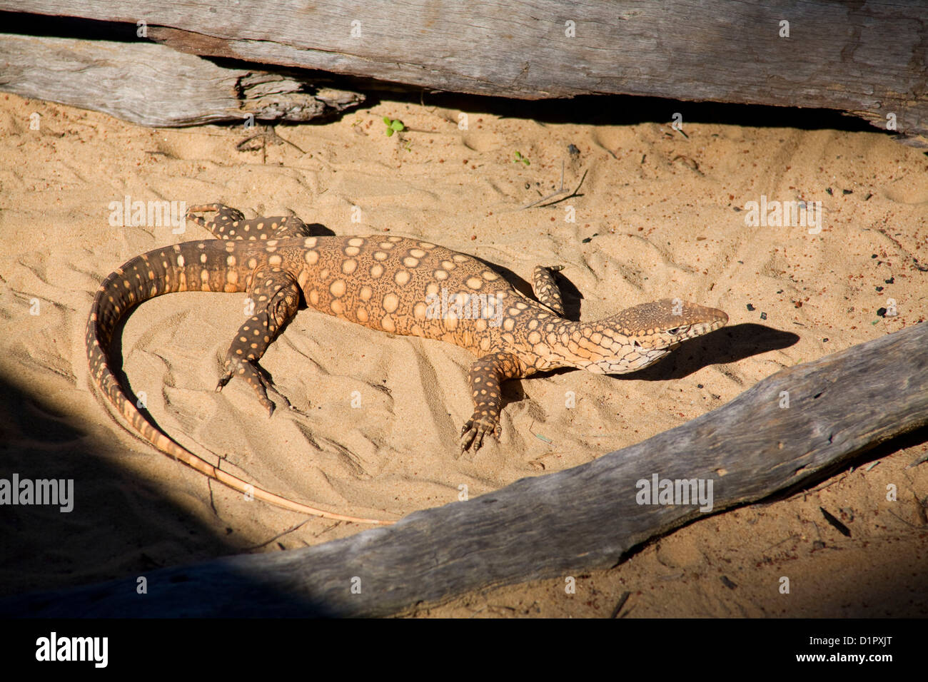 Perentie lizard hi-res stock photography and images - Alamy