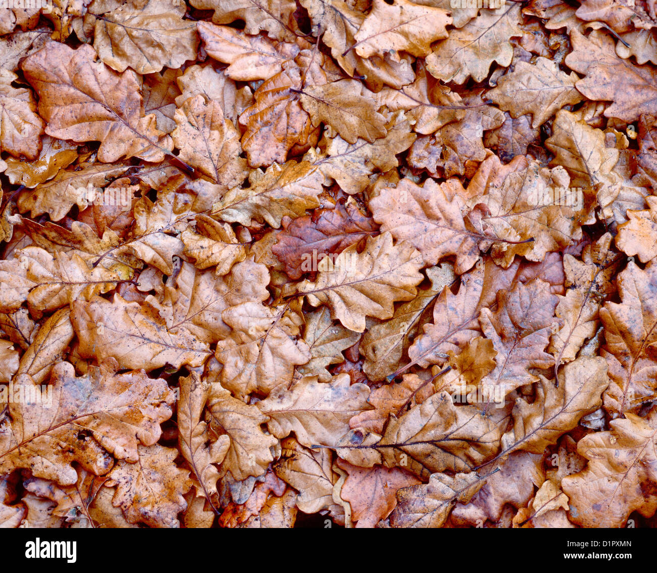 Fallen oak leaves Stock Photo - Alamy