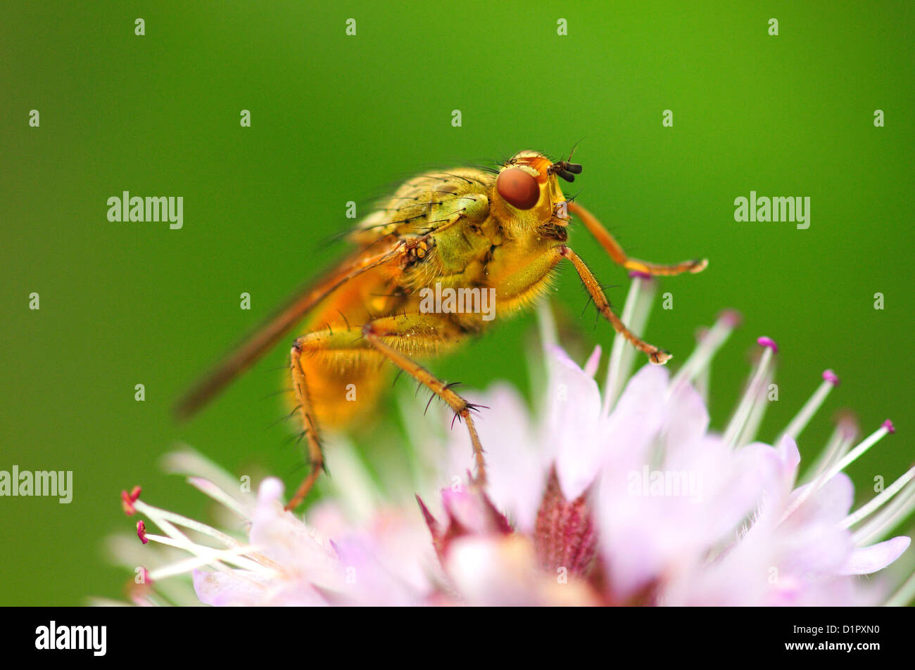 Yellow insects hi-res stock photography and images - Alamy