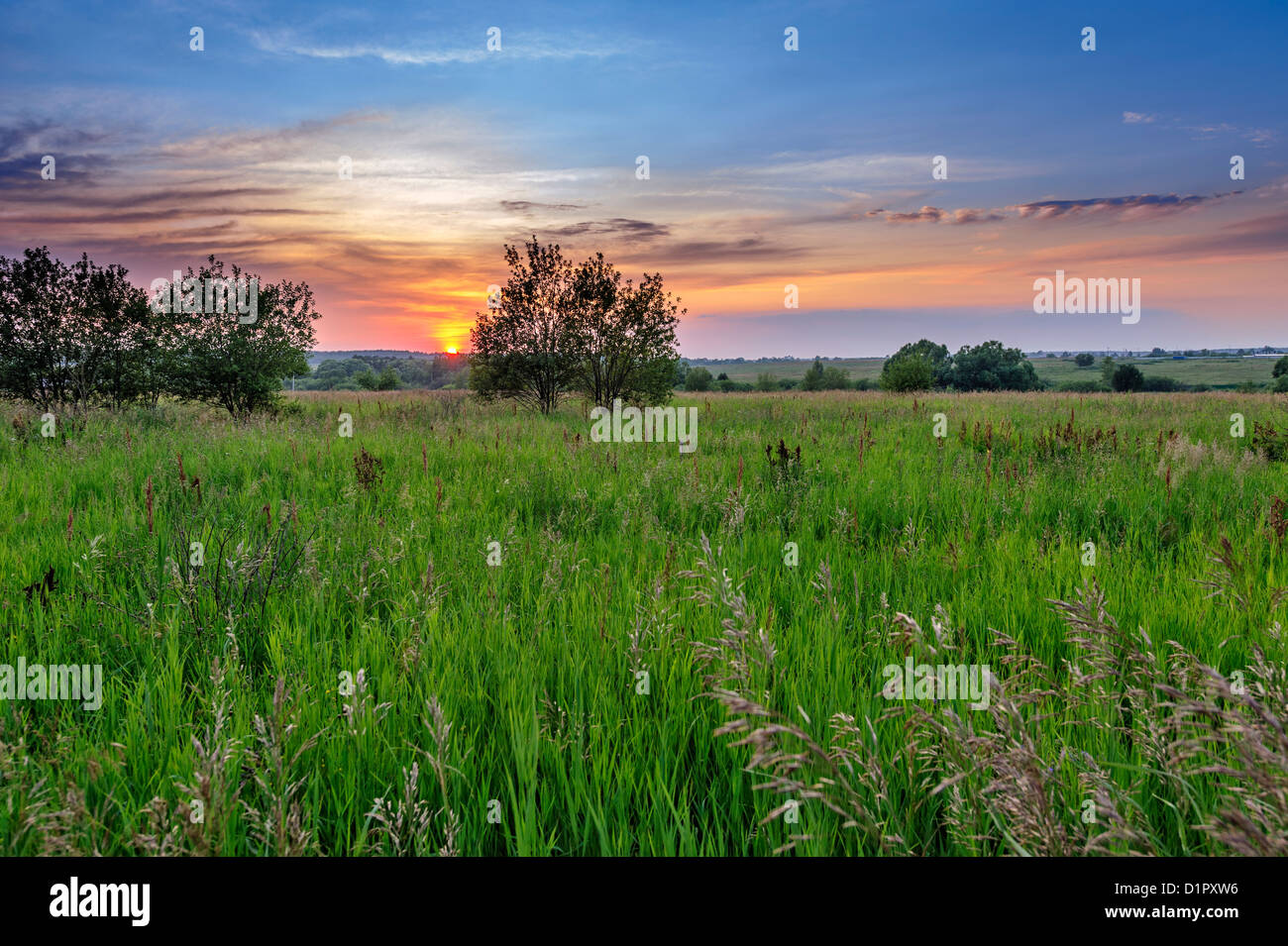 Sunset over field of grass Stock Photo - Alamy