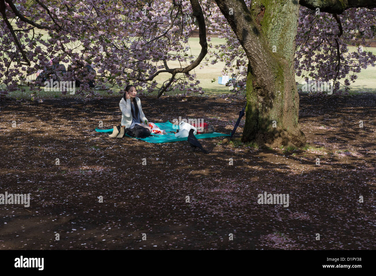 National bird of japan hi-res stock photography and images - Alamy