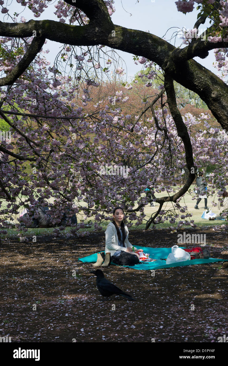 Woman and a bird under Cherry blossom tree at Shinjuku Gyoen National ...