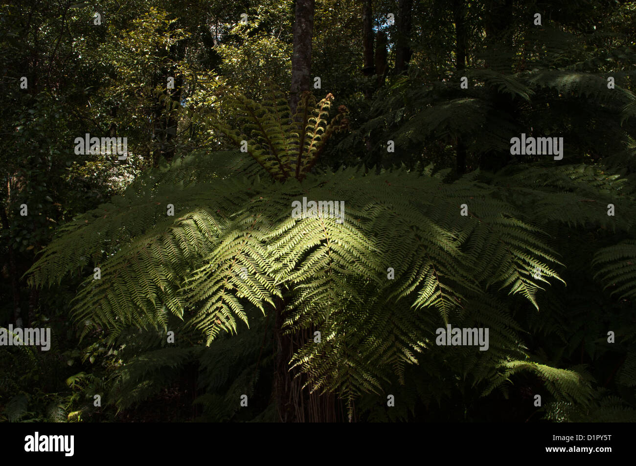 Boundary Stream Scenic Reserve in New Zealand's Hawke's Bay is a ...