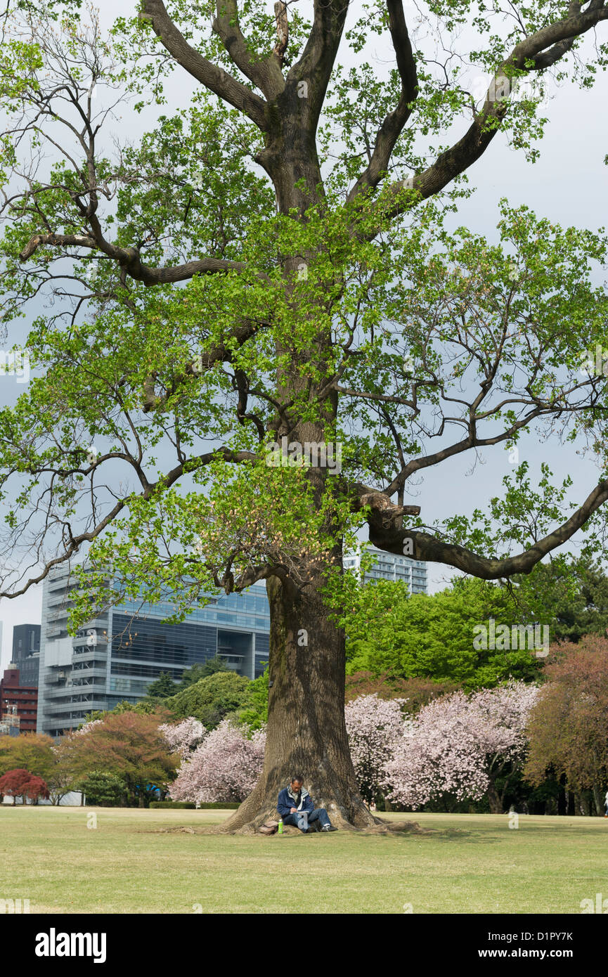 Man sitting under a giant tree at Shinjuku Gyoen National Garden ...