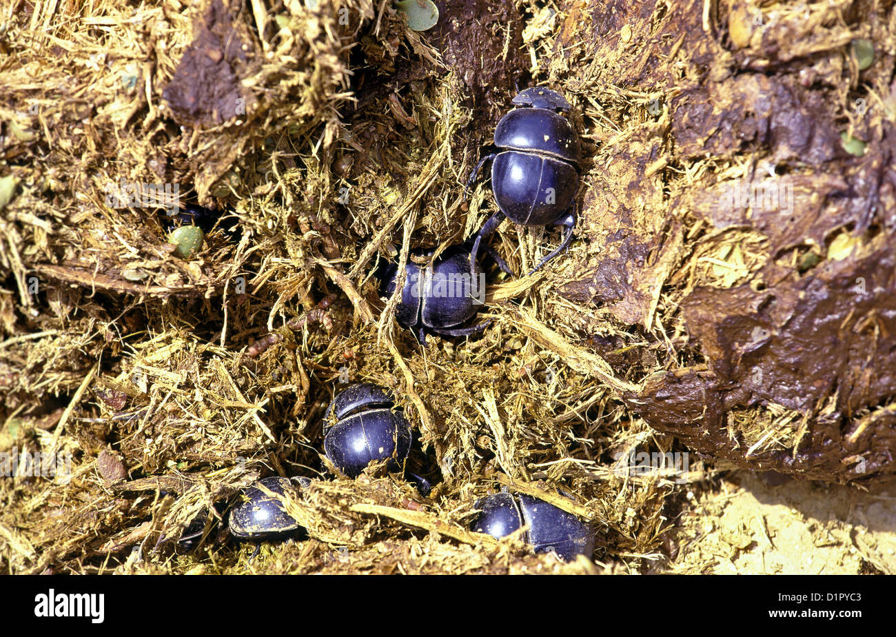 DUNG BEETLES [SCARABAEOIDEA] BURROWING IN ELEPHANT DUNG ADDO ELEPHANT ...