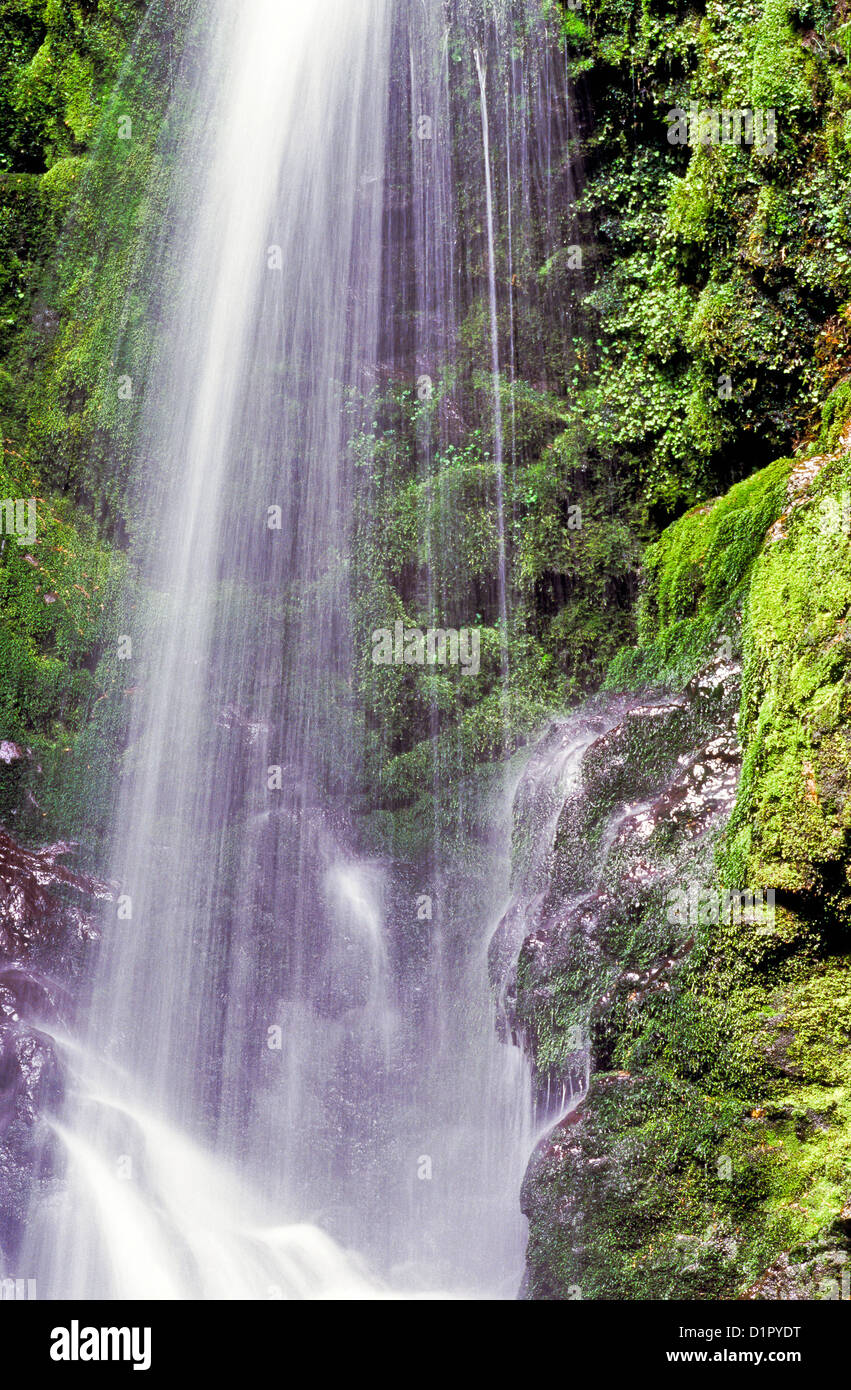 WATER CASCADES OVER MOSS LINED ROCKS A WATERFALL IN SLOW MOTION Stock ...