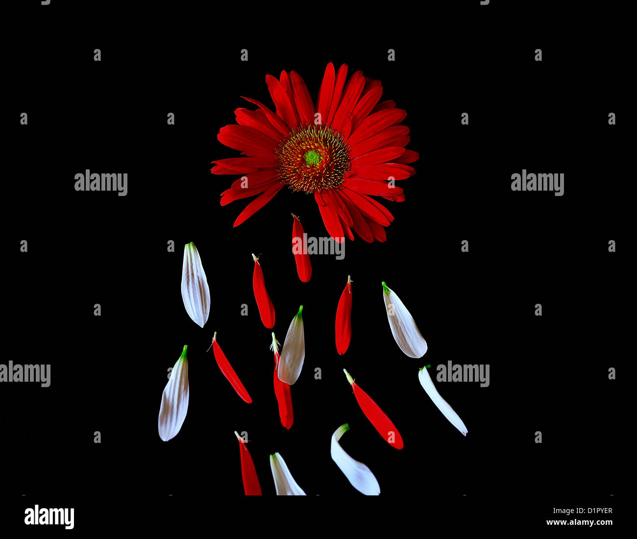 Flower With Petals Falling