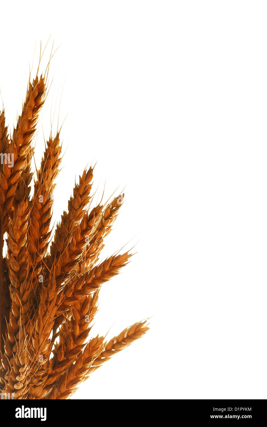 Frame with warm colored wheat isolated on white stock photo Stock Photo ...