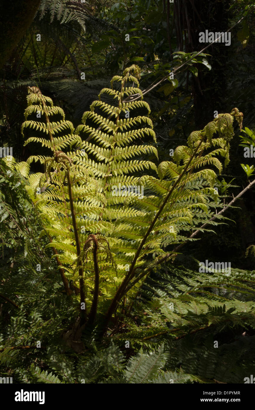 Fern like plants hi-res stock photography and images - Alamy