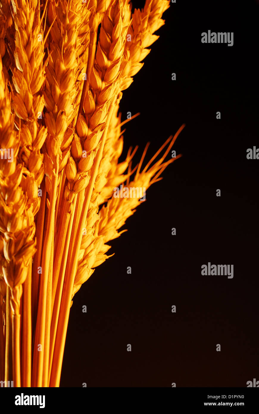 Warm colored wheat isolated on black stock photo Stock Photo - Alamy