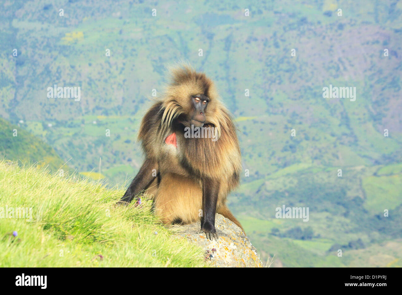 Africa, Ethiopia, Simien mountains, male Gelada monkey Theropithecus ...