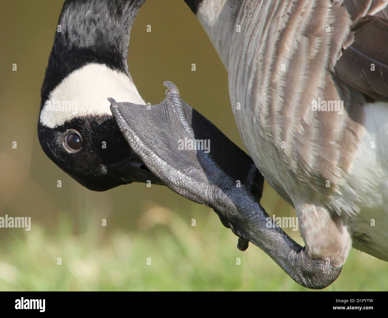 Canada or Canadian Goose (Branta canadensis) inspecting his webbed foot ...