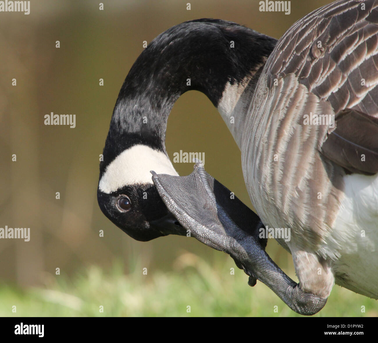 Canadian goose cleaning hi-res stock photography and images - Alamy