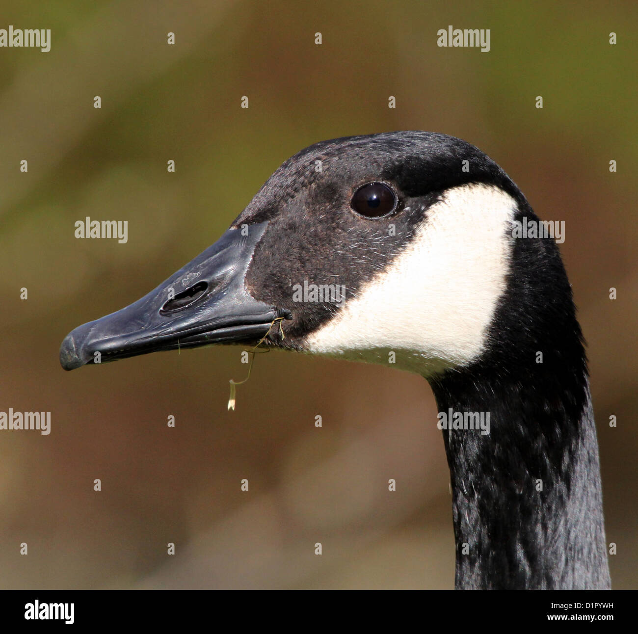 Canadese gans hi-res stock photography and images - Alamy