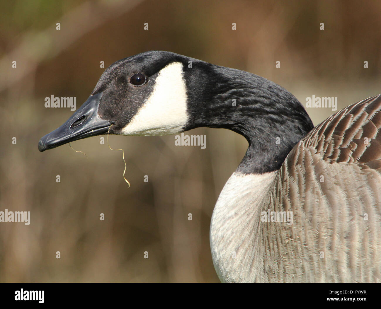 Close-up portrait of the head and upper body of a Canada or Canadian ...