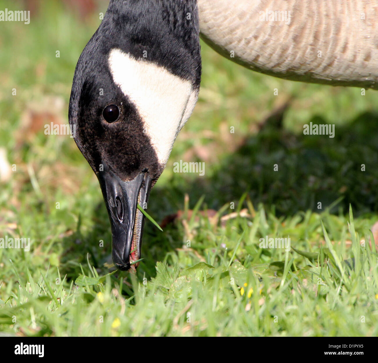 Close-up of a Canada or Canadian Goose (Branta canadensis) foraging in ...