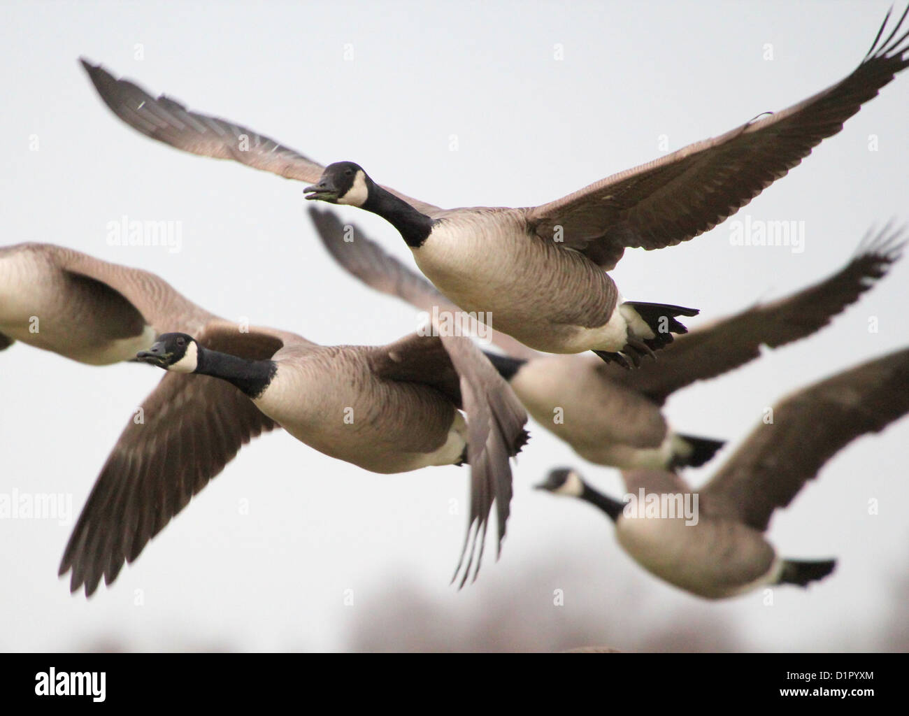 Close up canada geese flying hi-res stock photography and images - Alamy