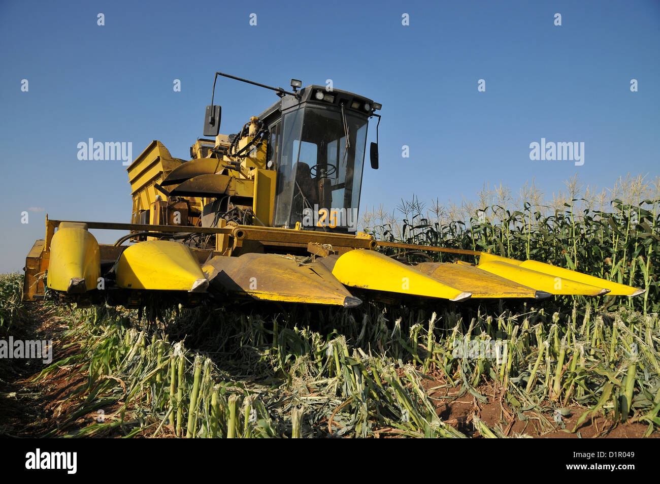 A John Deere Corn picker in a corn field ready for harvesting ...