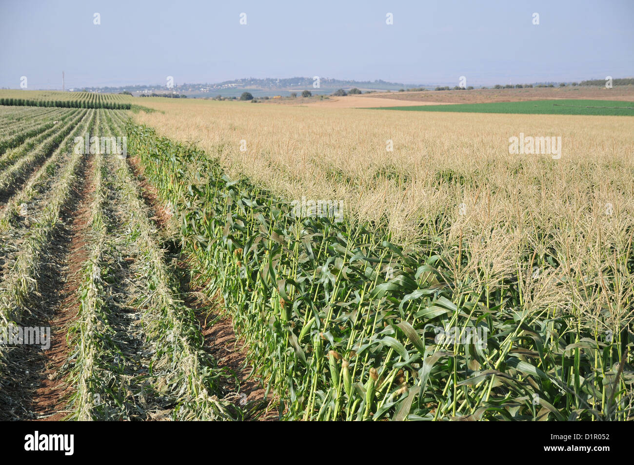 Corn field ready for harvest. Photographed in Israel, Golan Heights ...