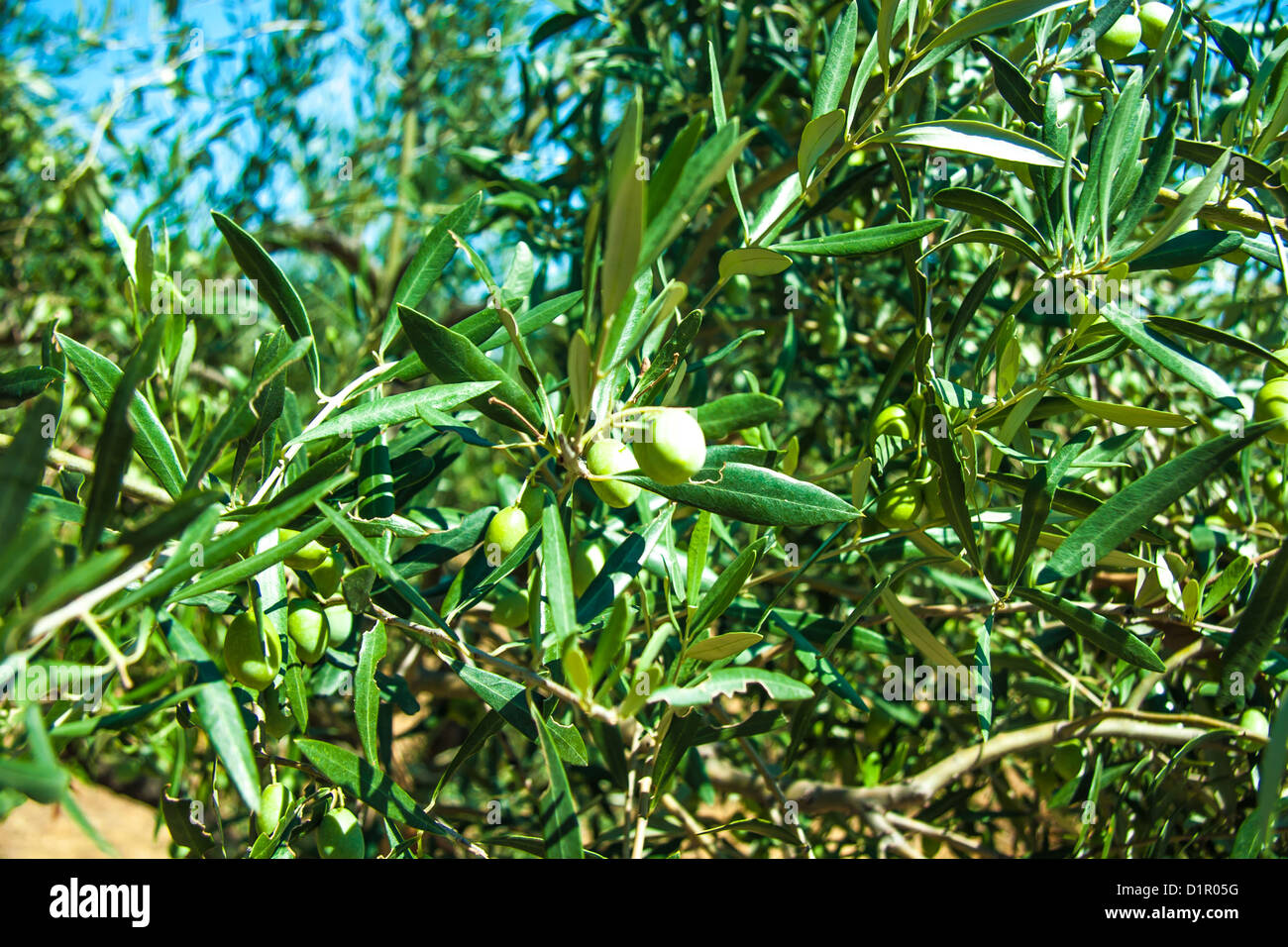 Oliven tree hi-res stock photography and images - Alamy