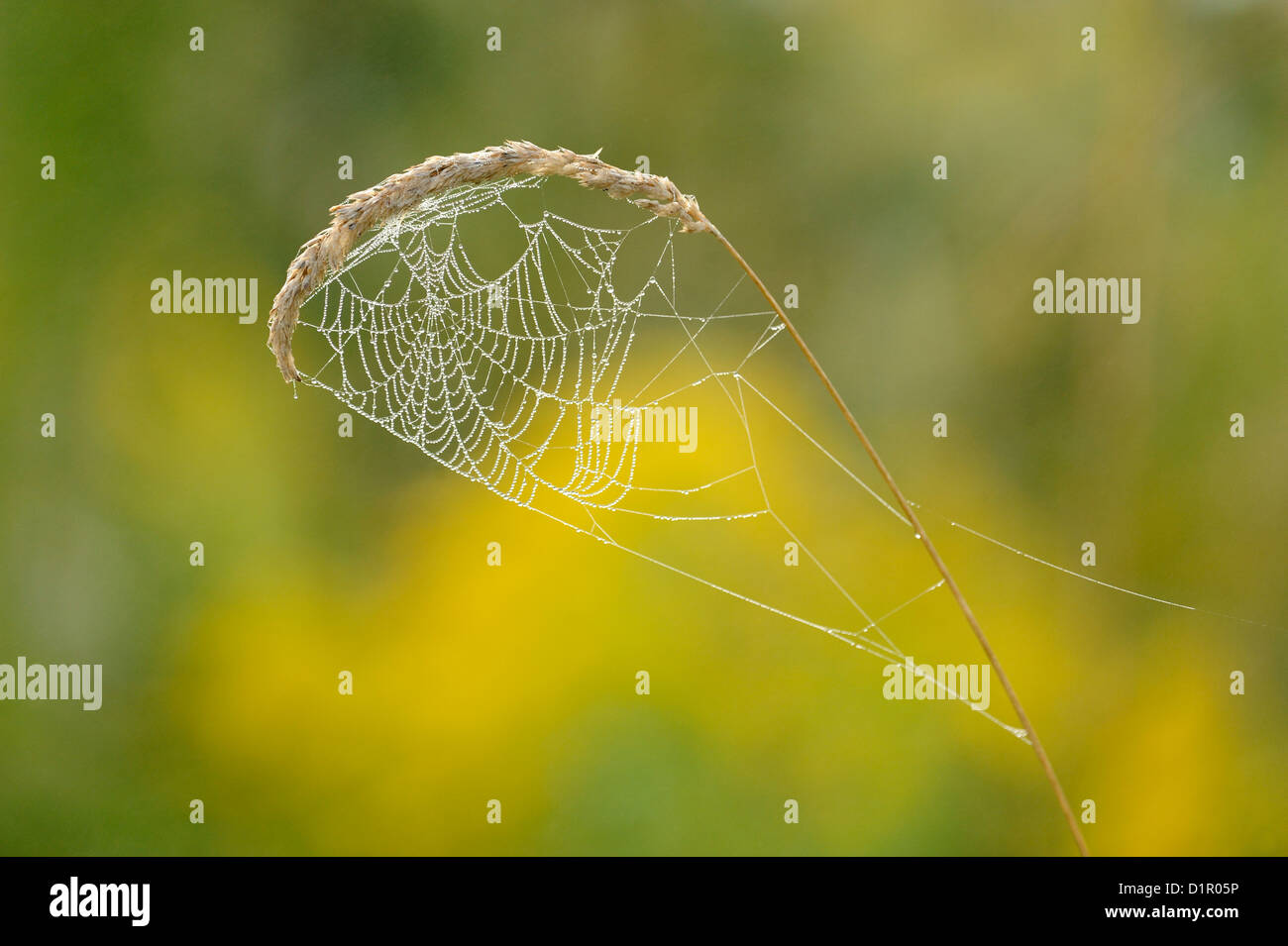 Old field ecoysystem hi-res stock photography and images - Alamy