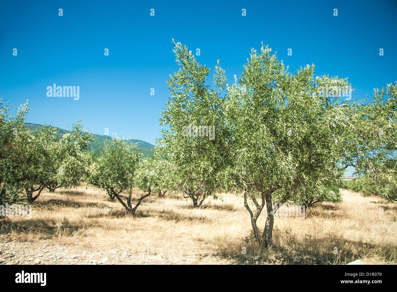 Green Olive trees at Greece country side Stock Photo - Alamy