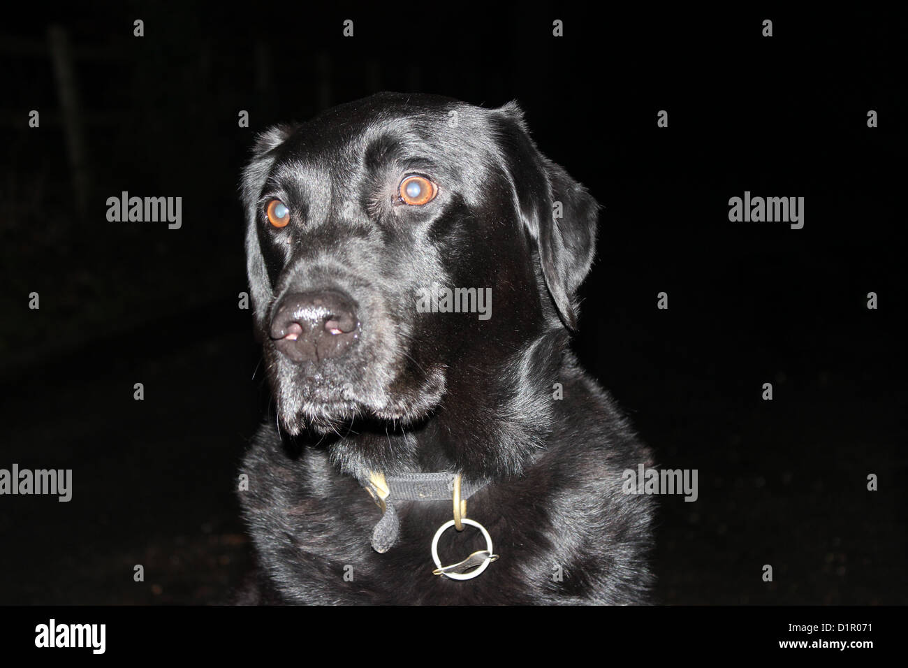 Barney dog hi-res stock photography and images - Alamy