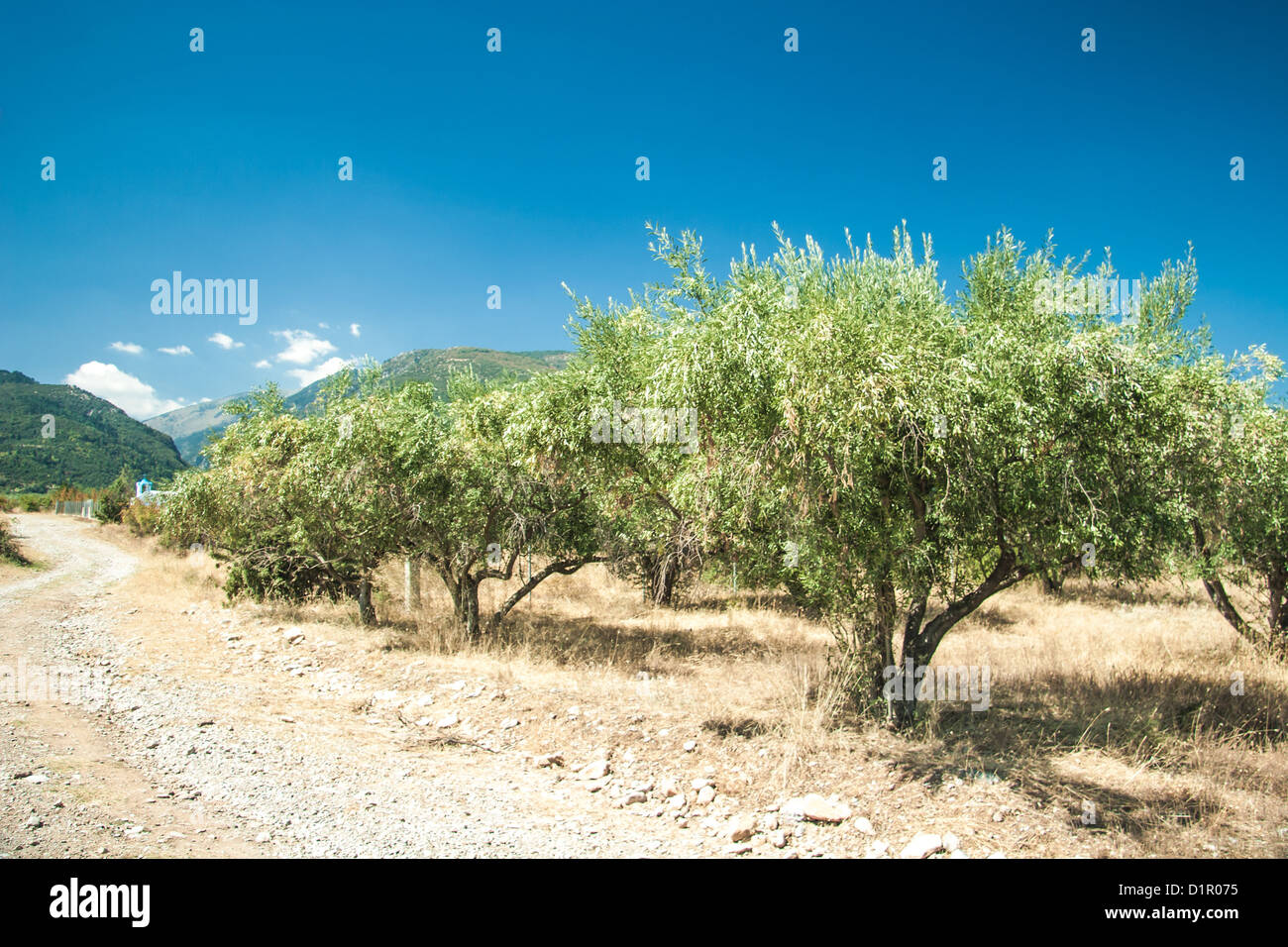 Olive tree agriculture hi-res stock photography and images - Alamy
