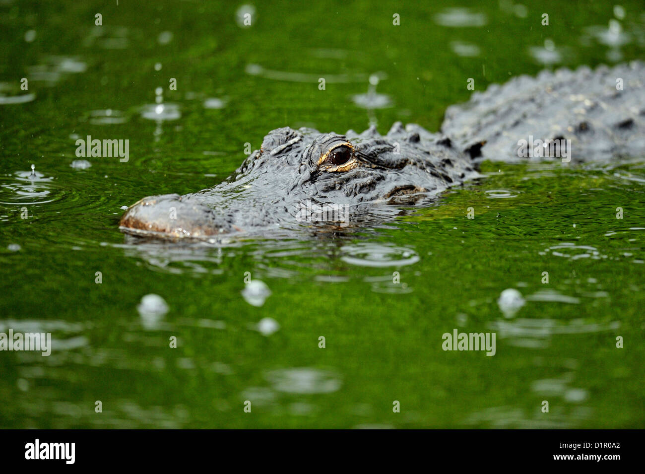 Alligator colors hi-res stock photography and images - Alamy