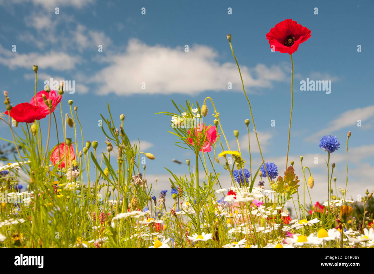 Multi colour wild flowers hi-res stock photography and images - Alamy