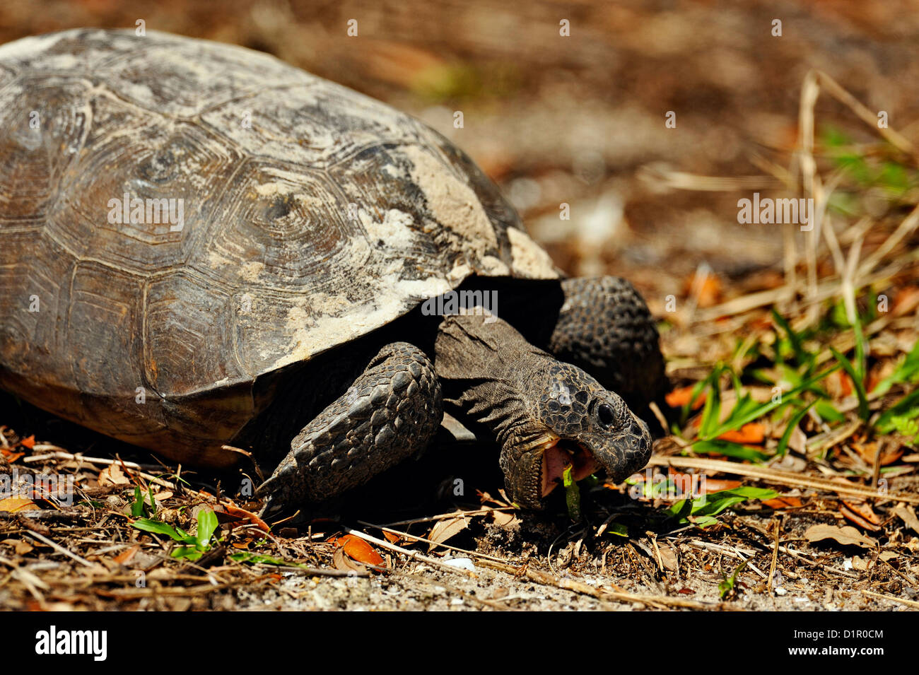 American gopher tortoise (gopherus polyphemus) Feeding, Shamrock Nature ...