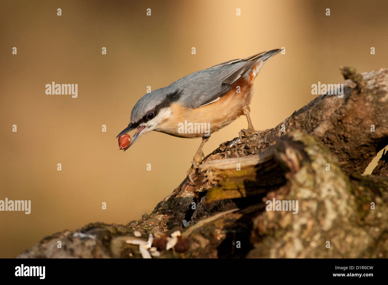 A Nuthatch bird with nut Stock Photo - Alamy