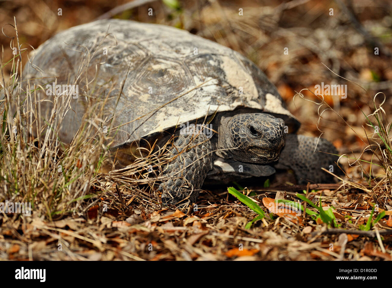 American gopher tortoise (gopherus polyphemus) Feeding, Shamrock Nature ...