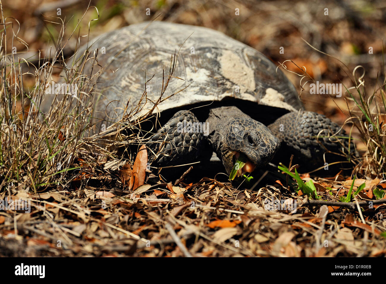 Gopherus eating hi-res stock photography and images - Alamy