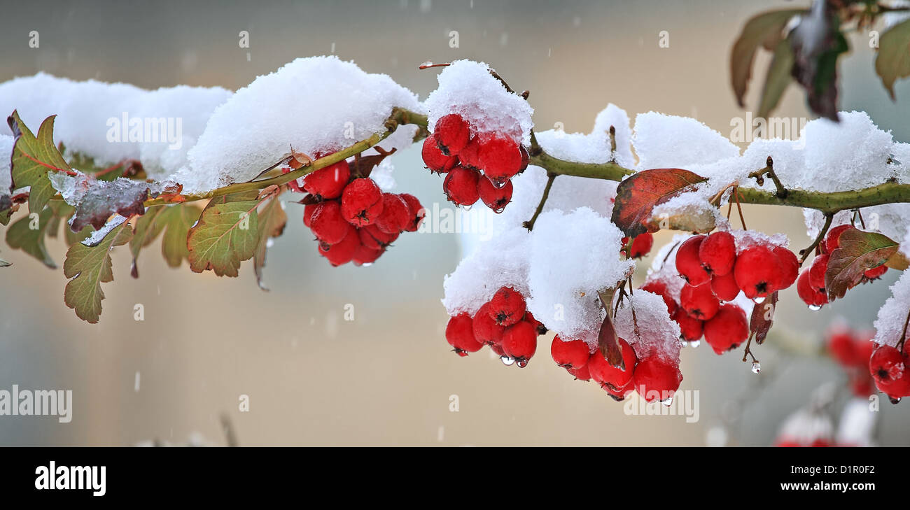 Panoramic view on branch with red berries covered with melting snow ...