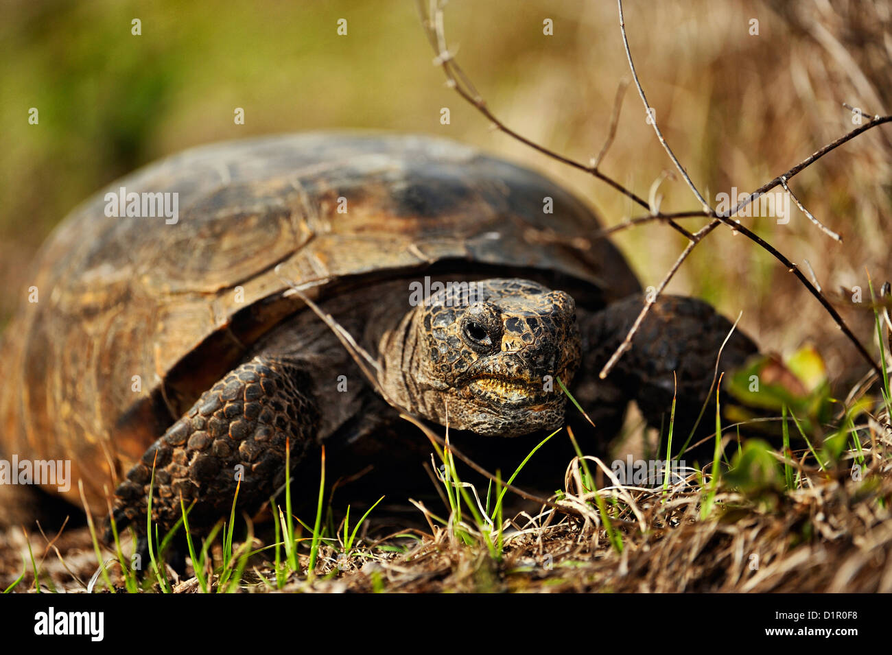 American gopher tortoise (gopherus polyphemus) Feeding, Shamrock Nature ...