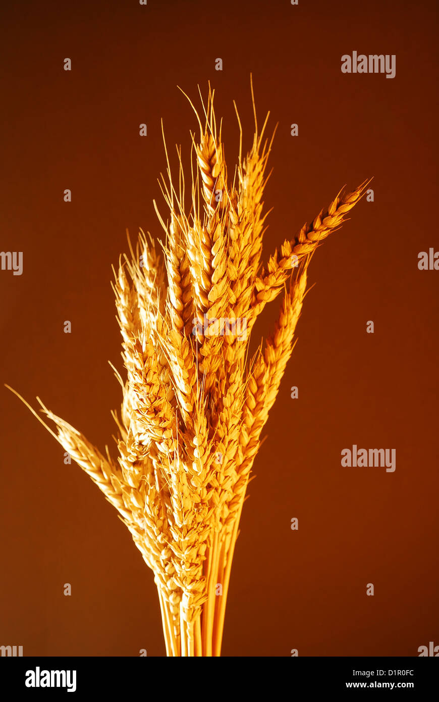 Wheat for bread with warm colors over warm background stock photo Stock ...
