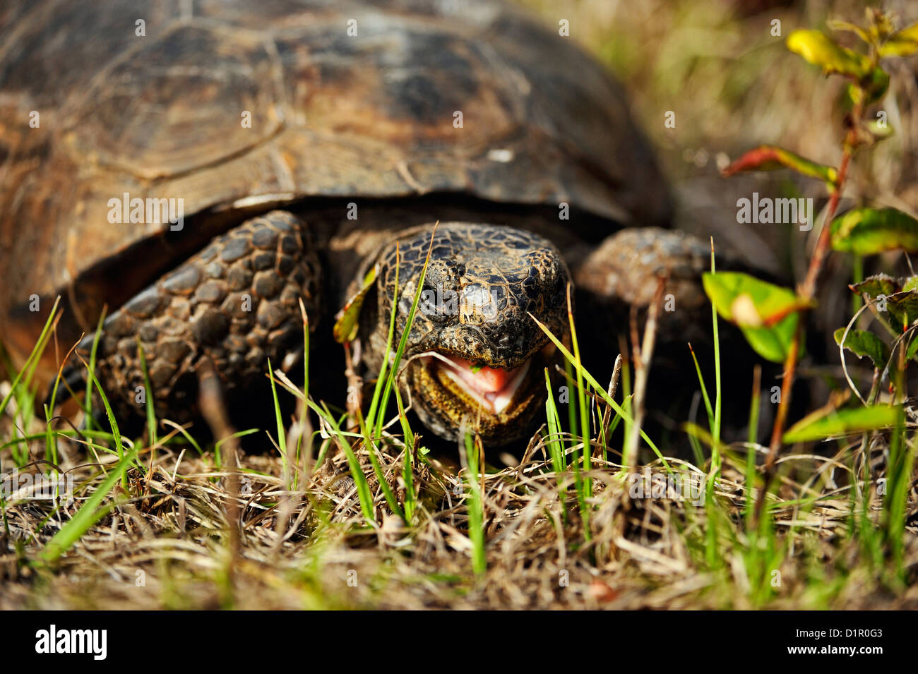 American gopher tortoise (gopherus polyphemus) Feeding, Shamrock Nature ...