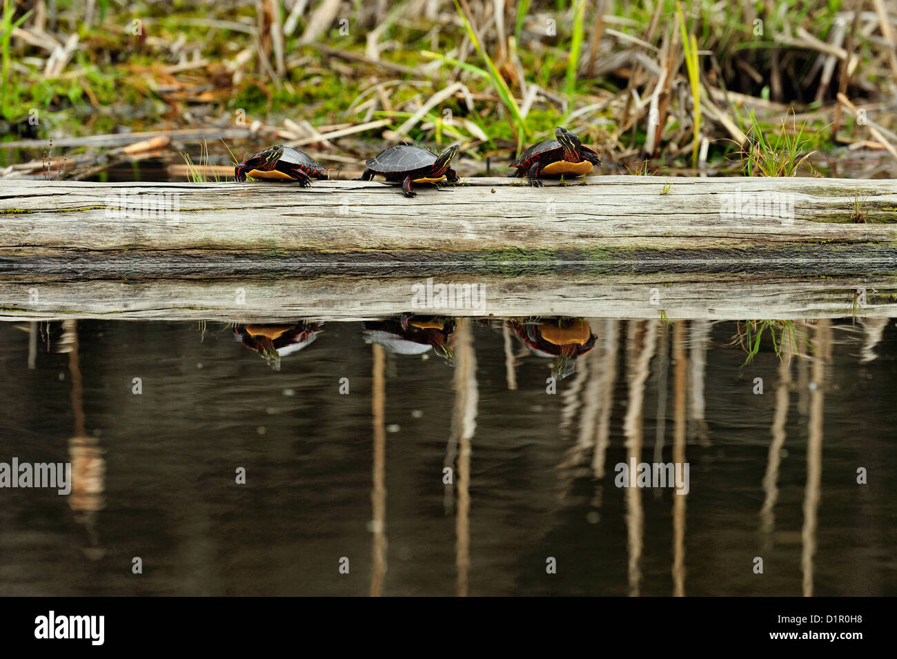 Species of turtle native to ontario hi-res stock photography and images ...