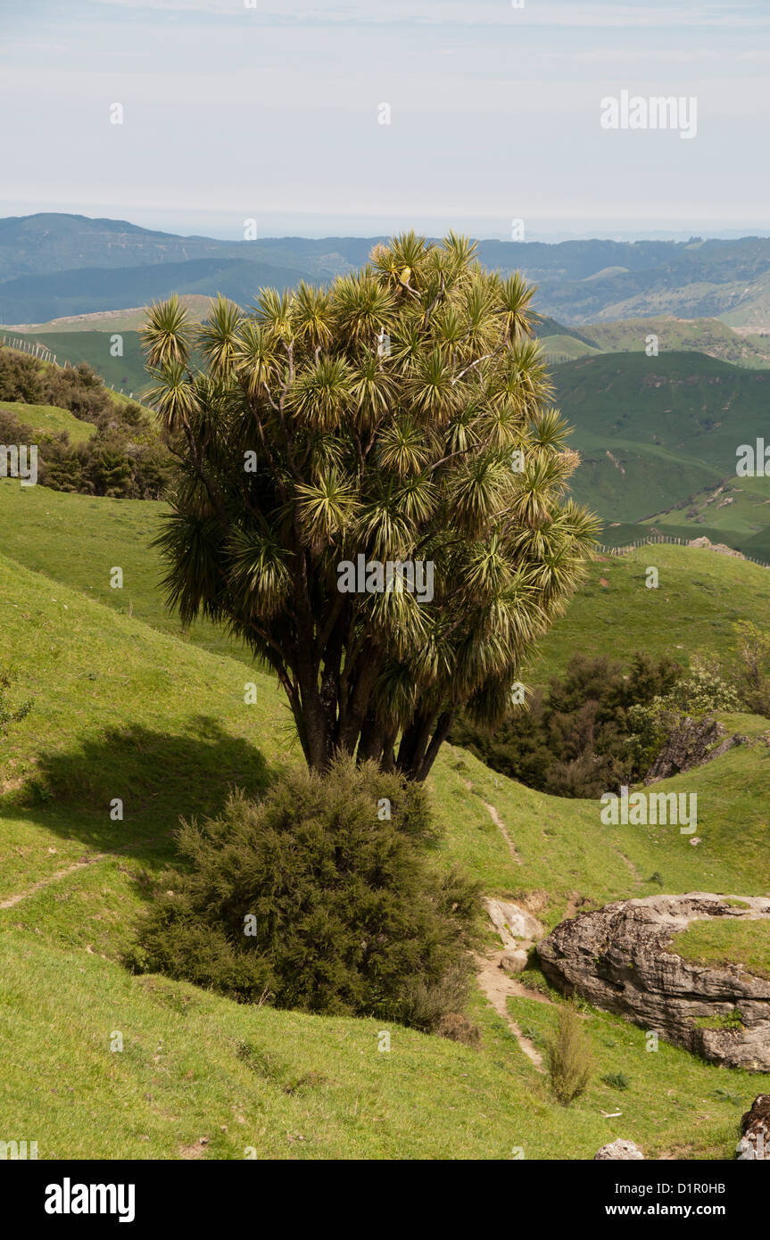 Cabbage trees growing on pasture land near Boundary Stream Scenic ...