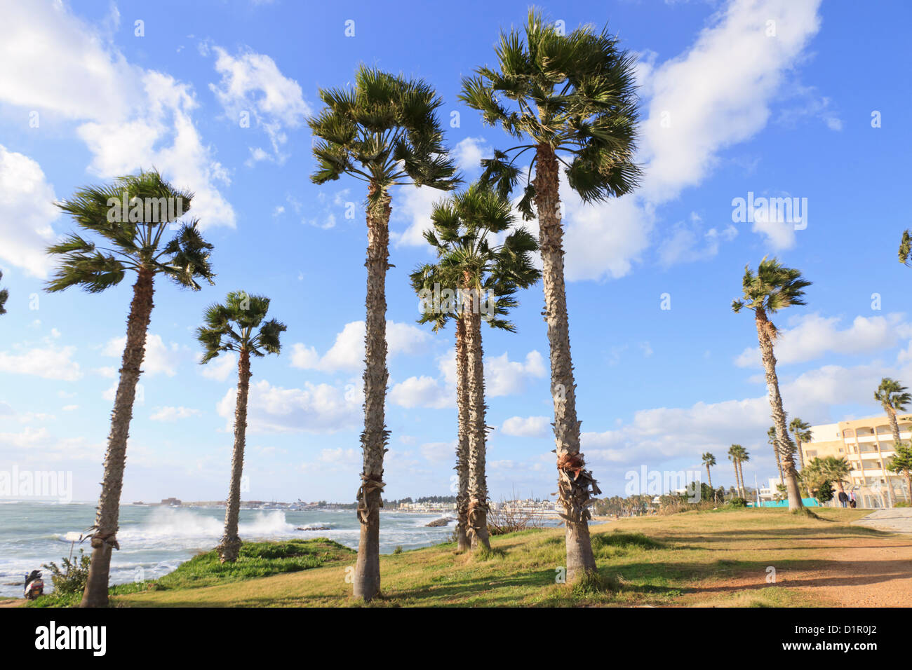 Palm trees at the coast of Paphos, Cyprus Stock Photo - Alamy