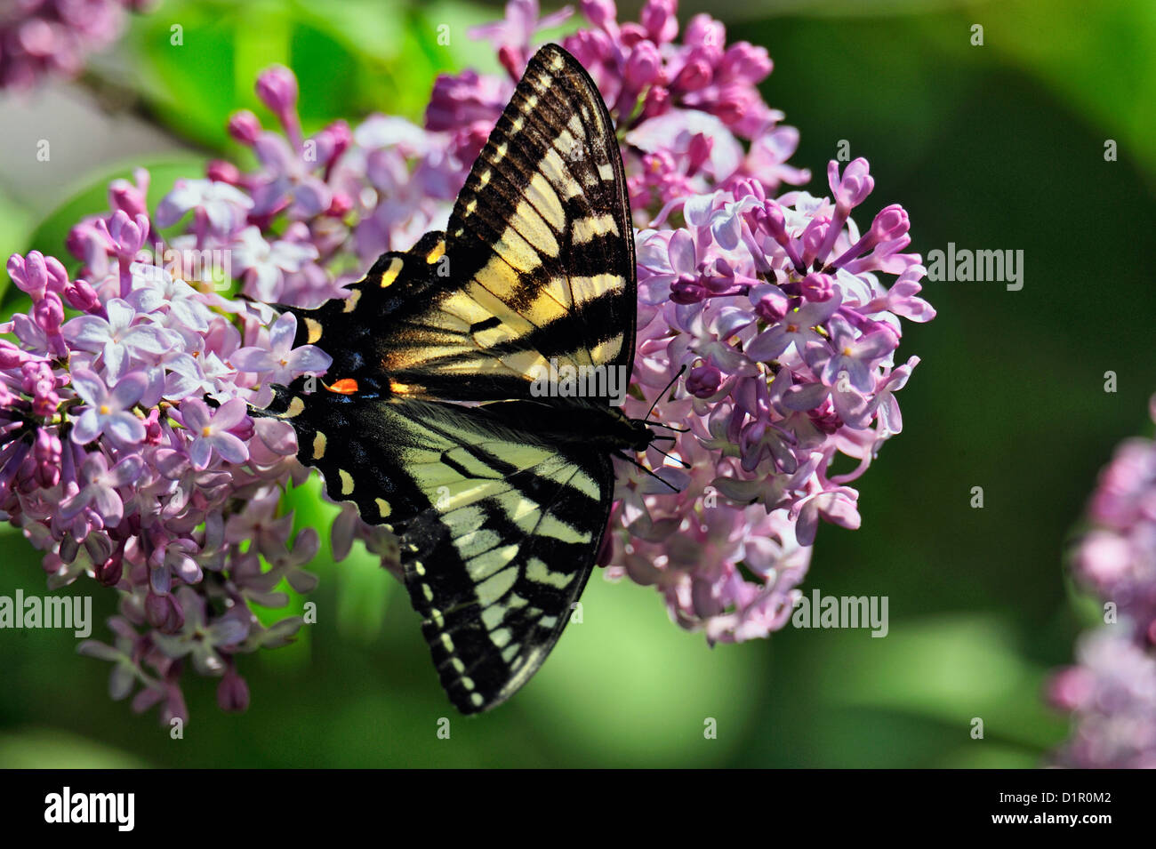 Canadian tiger swallowtail (Papilio Canadensis) Nectaring on lilac ...