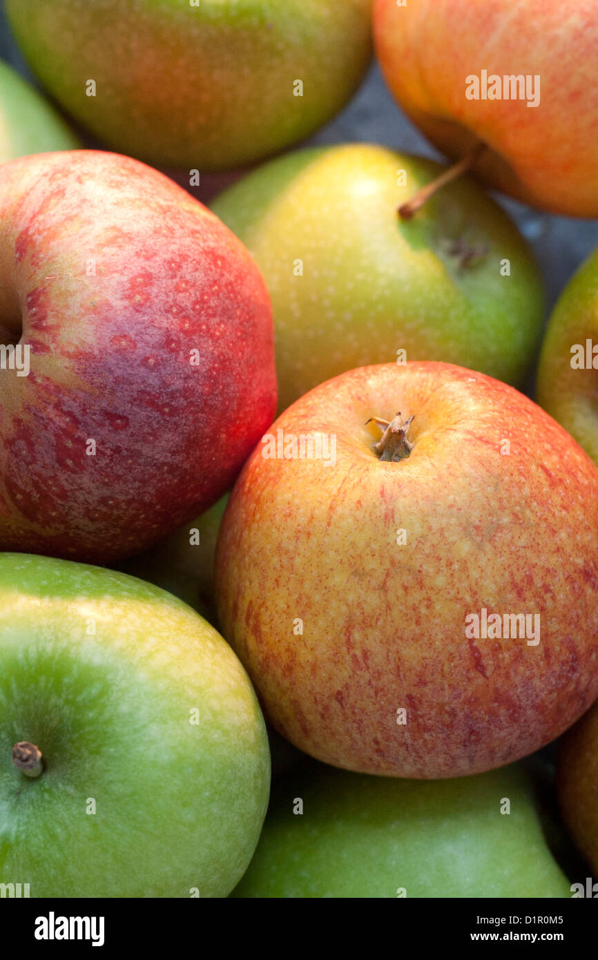 Green, red and russet coloured picked Kentish apple varieties Stock ...